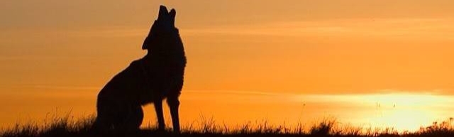 Arizona Predator Hunting Outfitters - AZ Predator Night Hunts, Guided ...